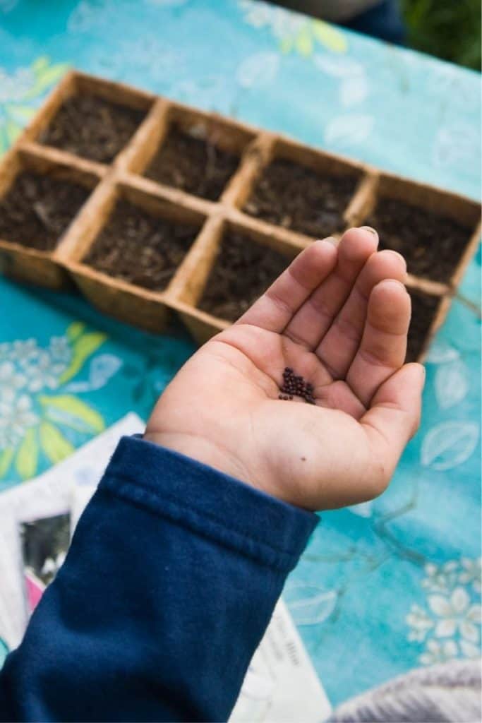 Best Plant Activities for Kids: 40 Ideas by a Teacher